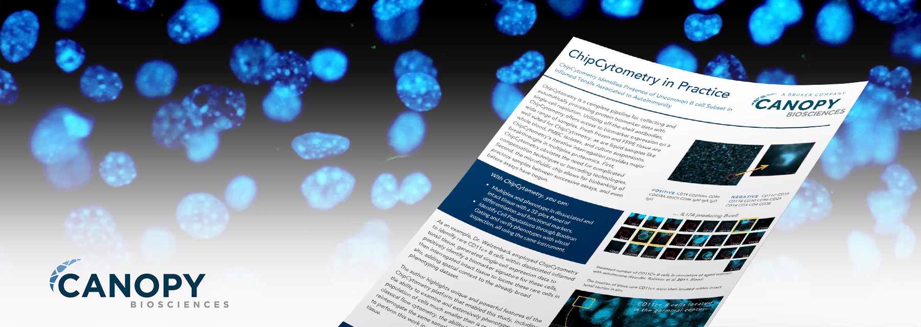 Precise Spatial Phenotyping with ChipCytometry Reveals Rare Cells Precise Spatial Phenotyping with ChipCytometry Reveals Rare Cells